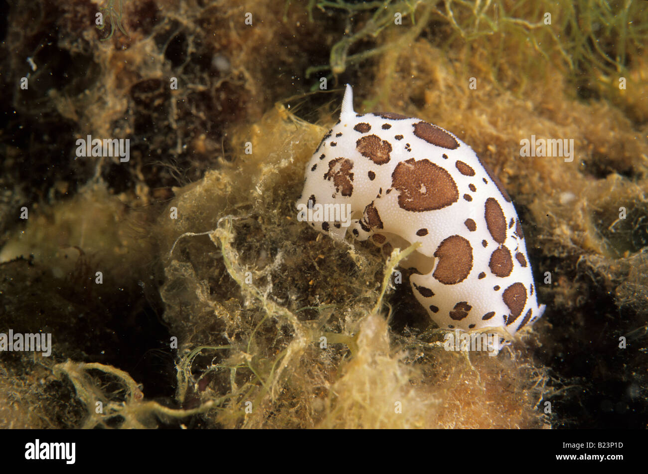 Discodoris atromaculata, Nudibranch, Mollusca, Tor Paterno Lazio, Italy ...
