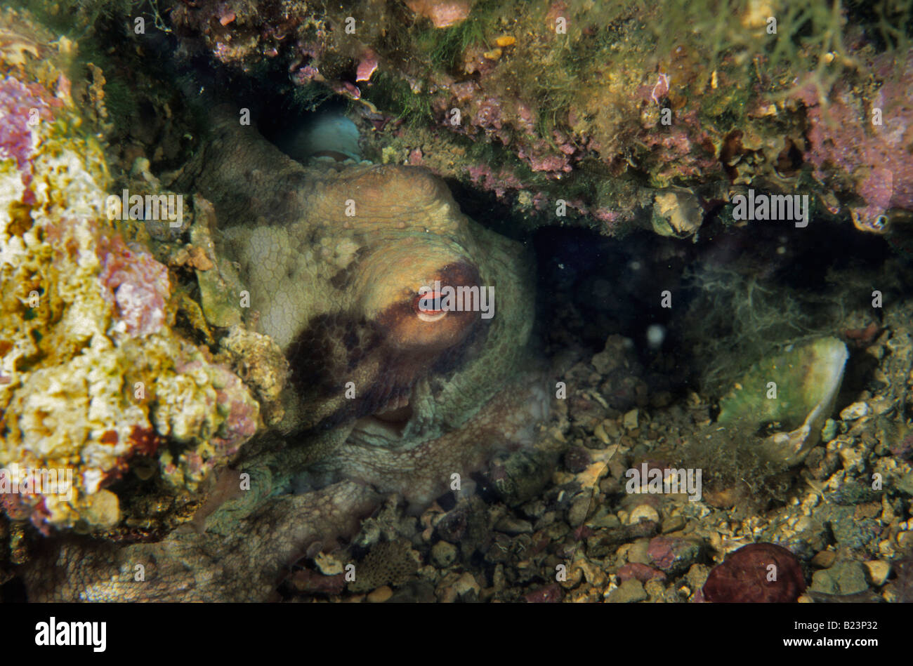 Octopus vulgaris, Octopus, Mollusca Cephalopoda, Tor Paterno Lazio ...