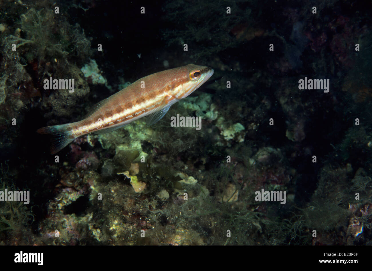 Serranus hi-res stock photography and images - Alamy
