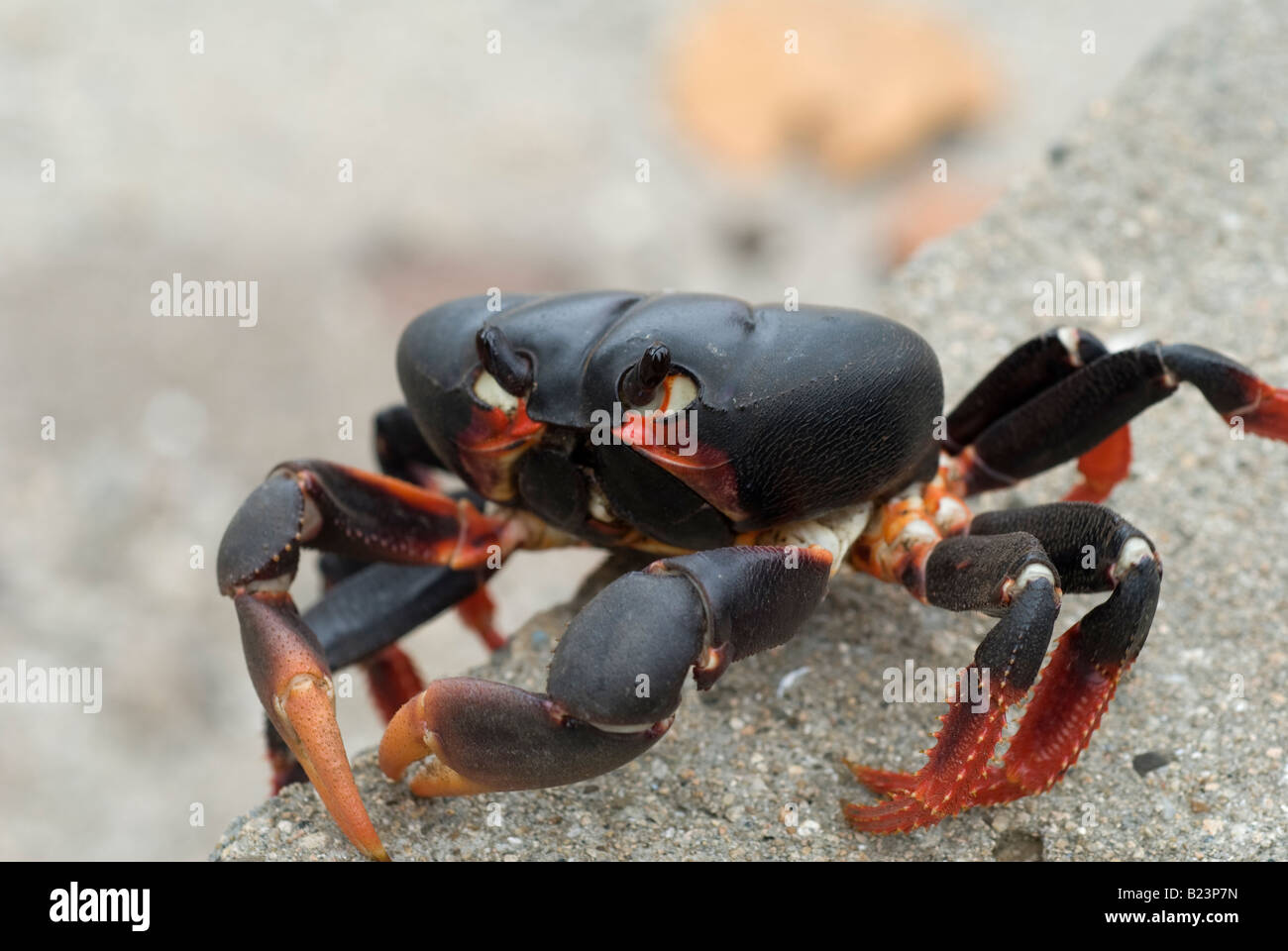 Gecarcinus ruricola – land crab, Cuba Stock Photo - Alamy