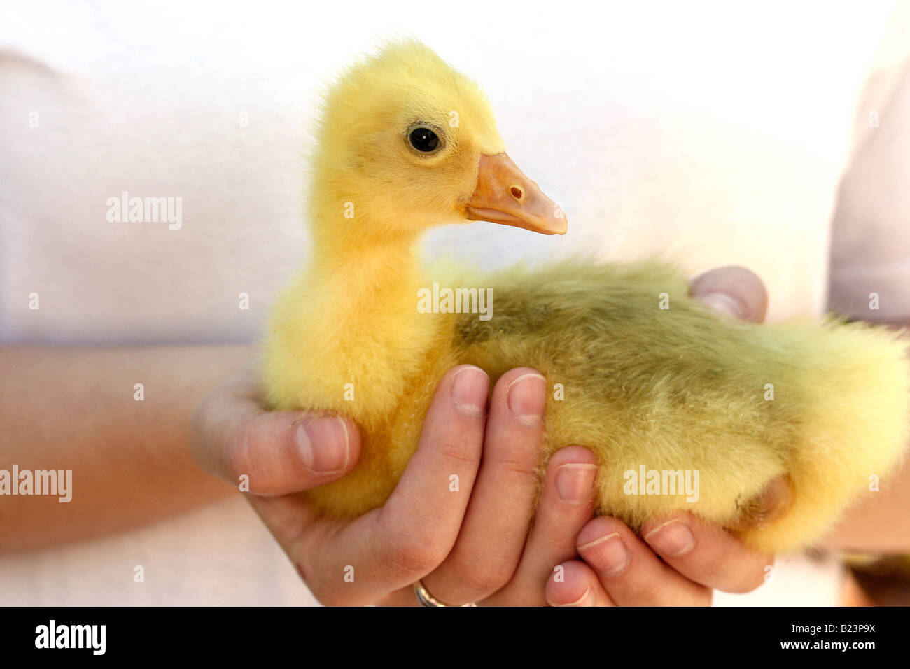 Girl holding goose hi-res stock photography and images - Alamy