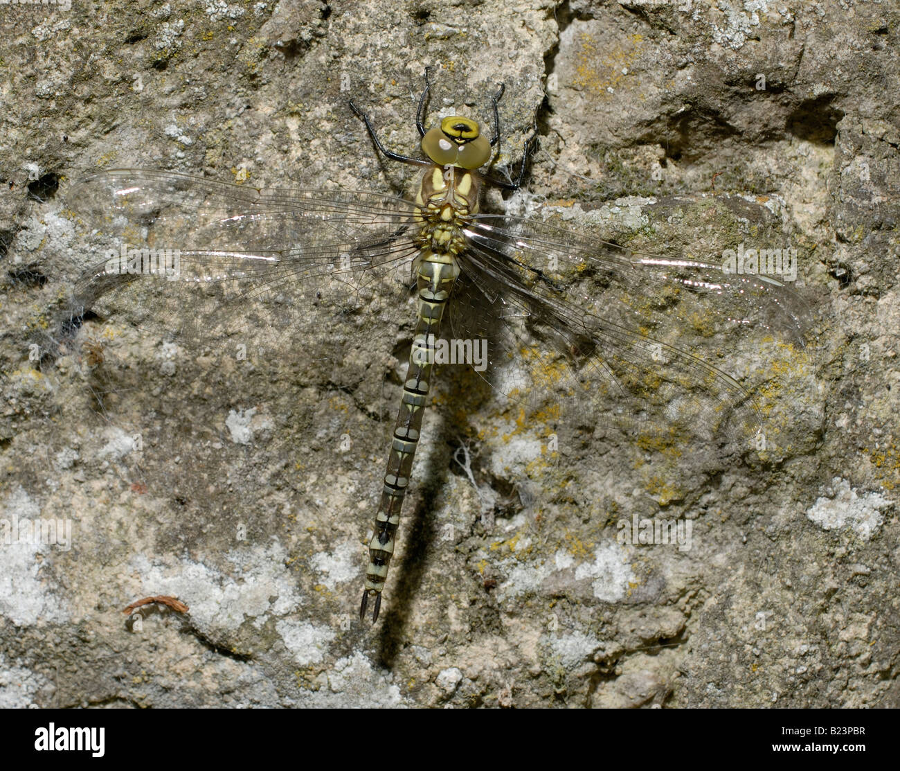 Dragonfly larva aeshnidae hi-res stock photography and images - Alamy