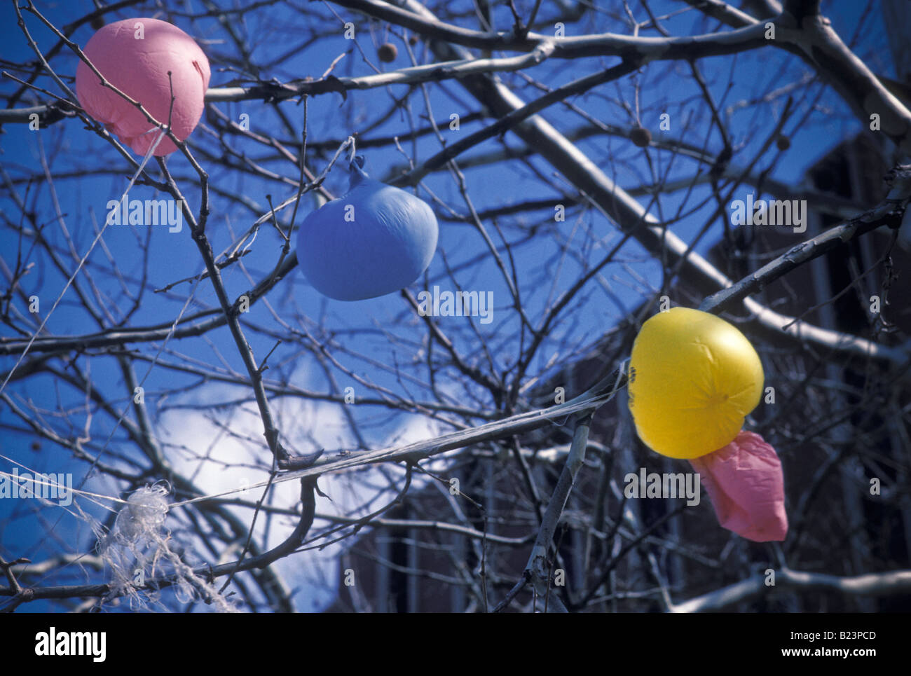 deflated colorful balloons stuck in tree Stock Photo - Alamy