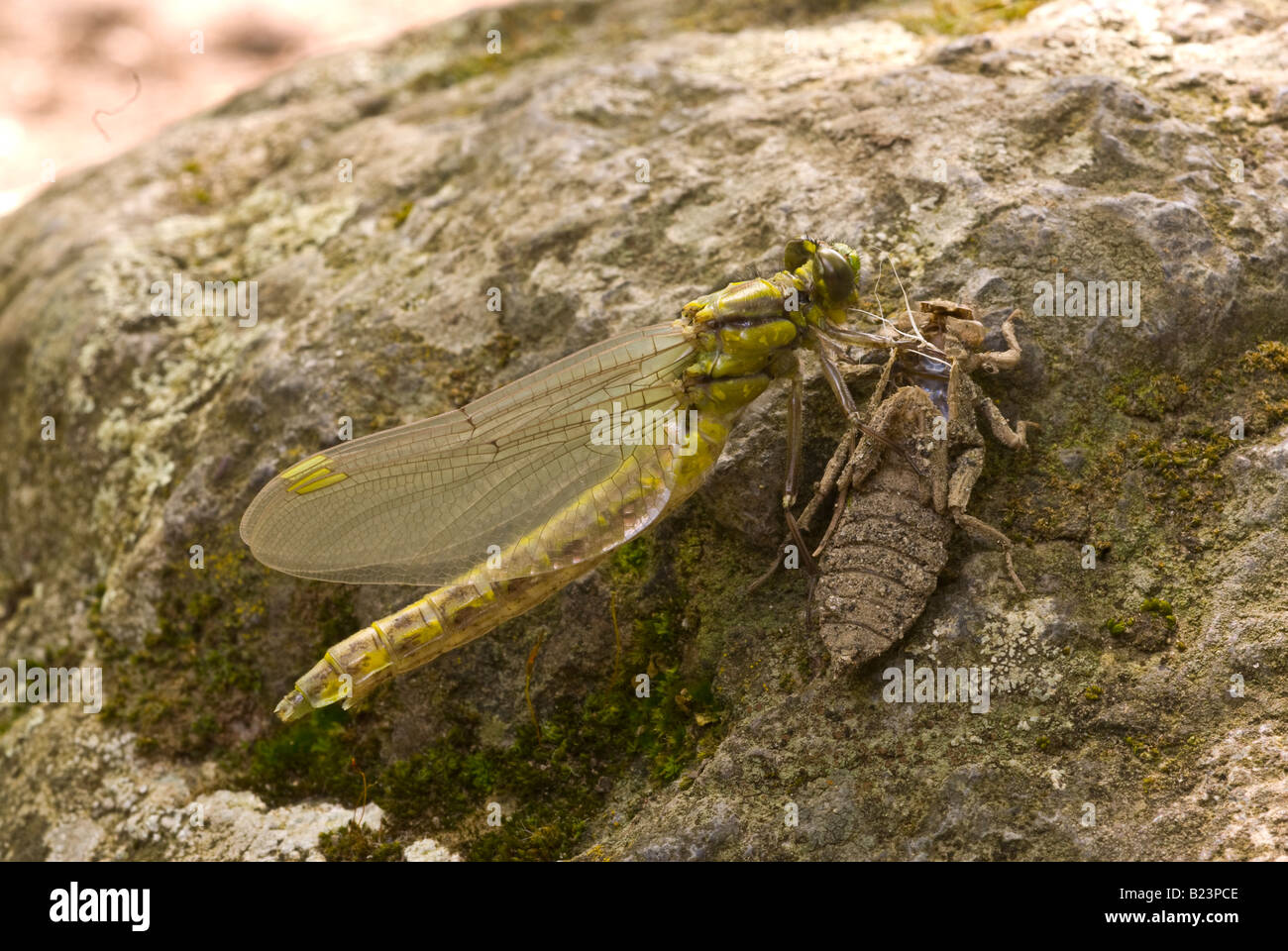 Italy bugs insect insects bug invertebrated artropods artropod ...