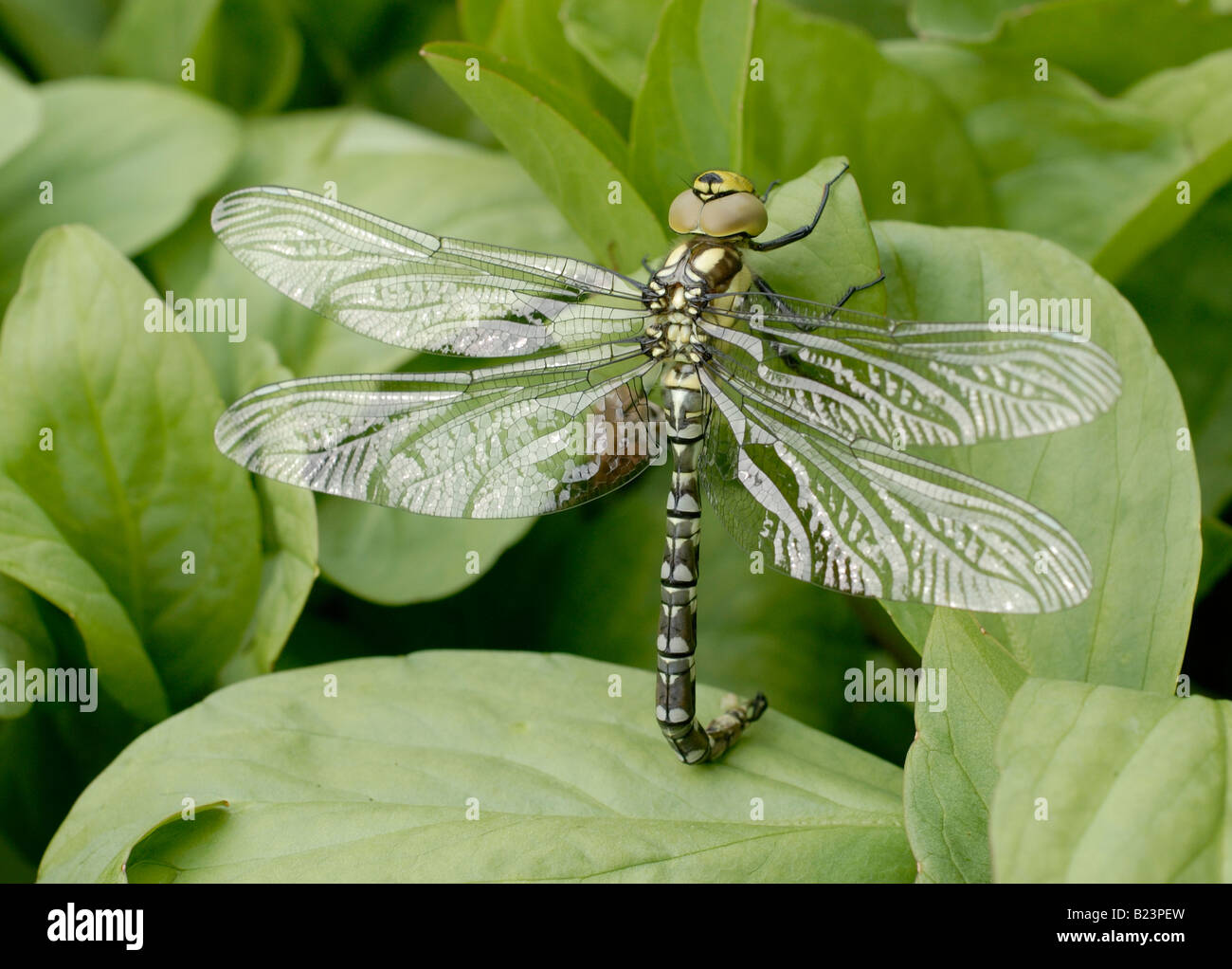 Dragonfly larva underwater hi-res stock photography and images - Alamy