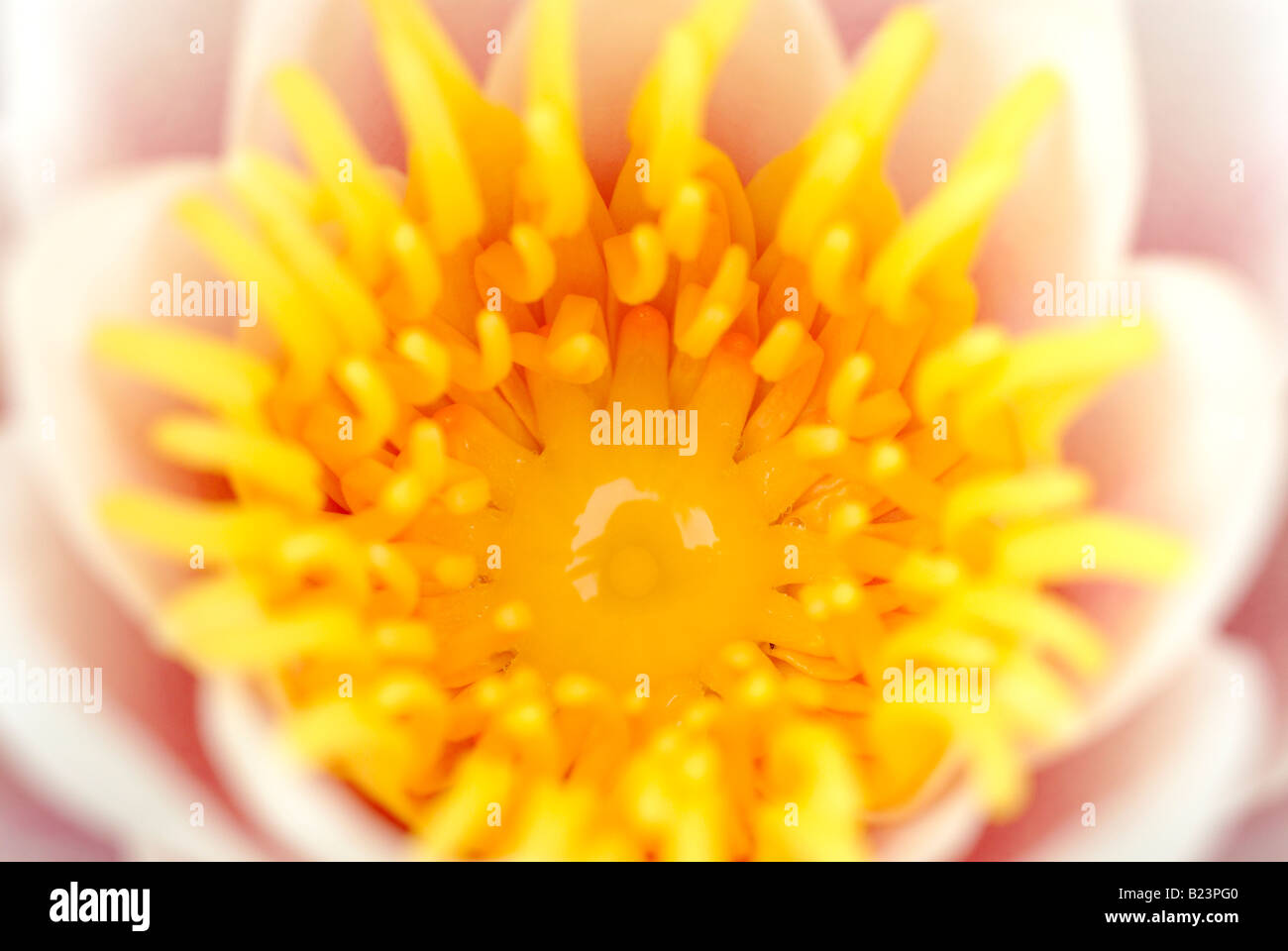 Central part of flower hi-res stock photography and images - Alamy