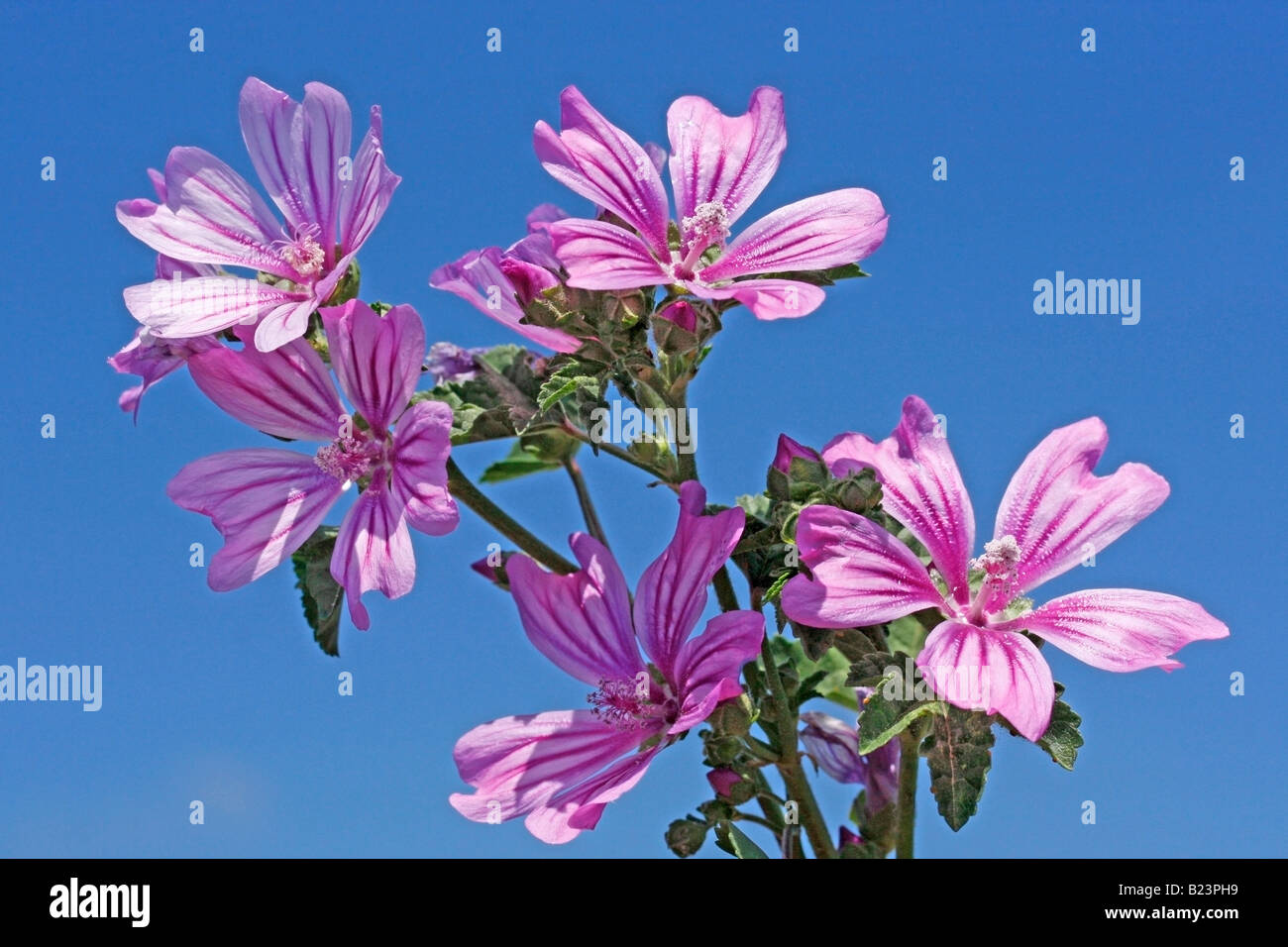 Common mallow Malva sylvestris Stock Photo - Alamy