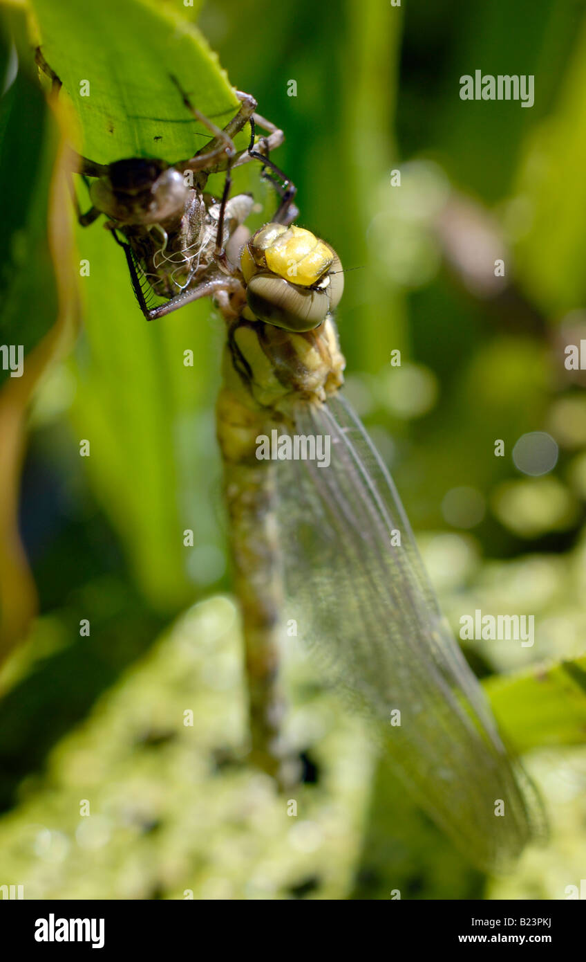 The exuvia (empty larval case) and newly emerged adult Southern Hawker ...