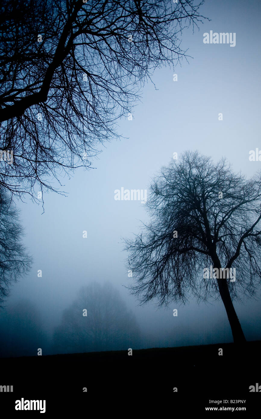 Trees visible through the mist one evening Stock Photo - Alamy