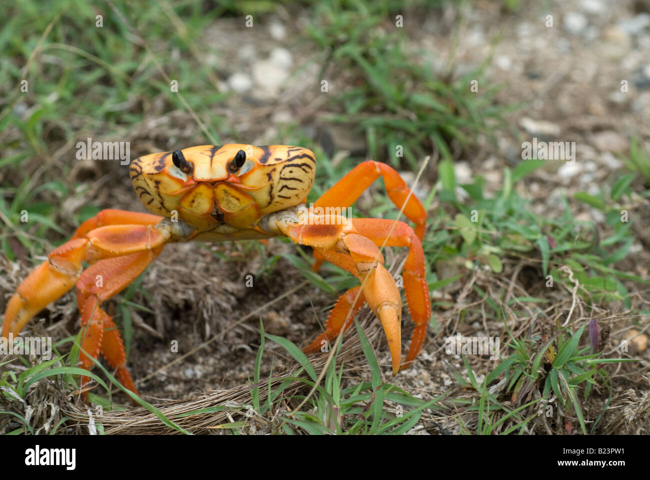 Black land crab cuba hi-res stock photography and images - Alamy
