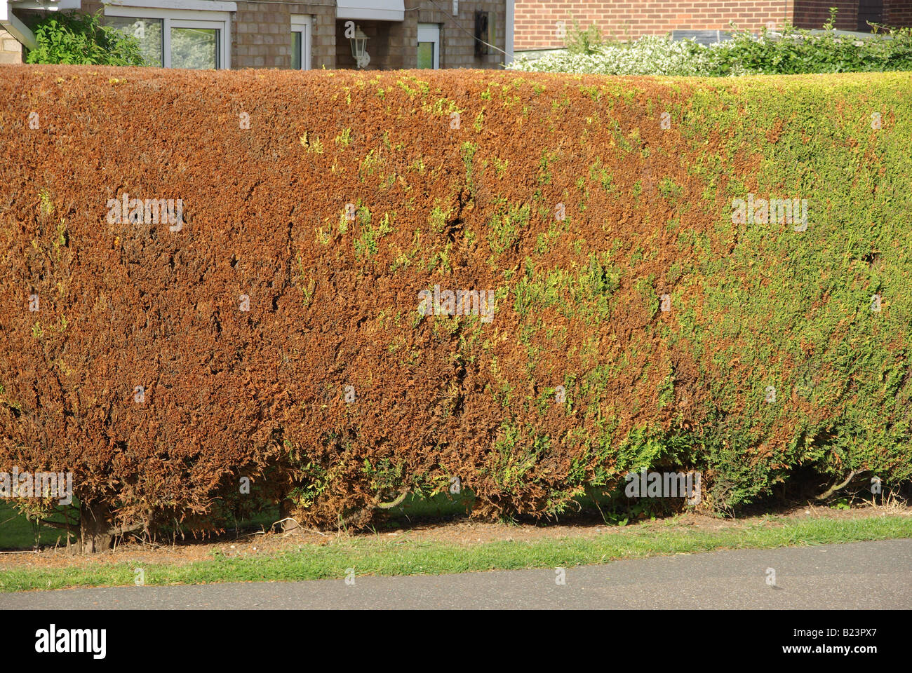 Dead conifer garden hedge on perimeter of domestic property after ...
