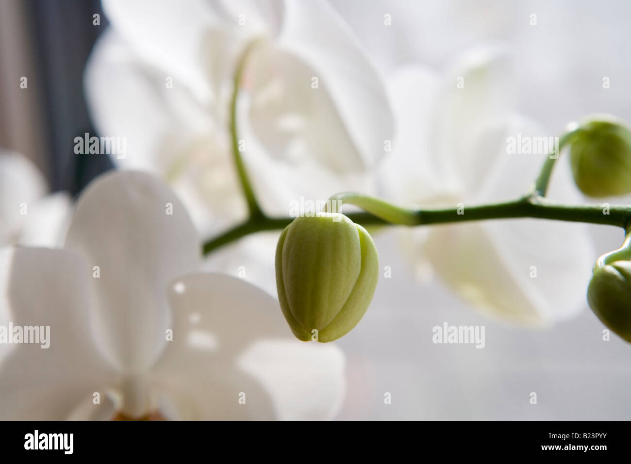 White Orchid Bud Stock Photo - Alamy