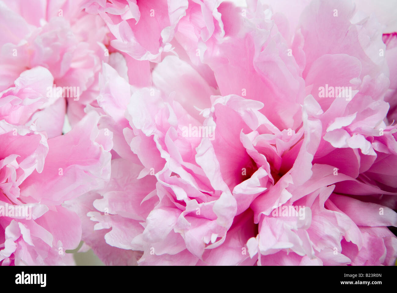 Pink Flower Detail Stock Photo - Alamy