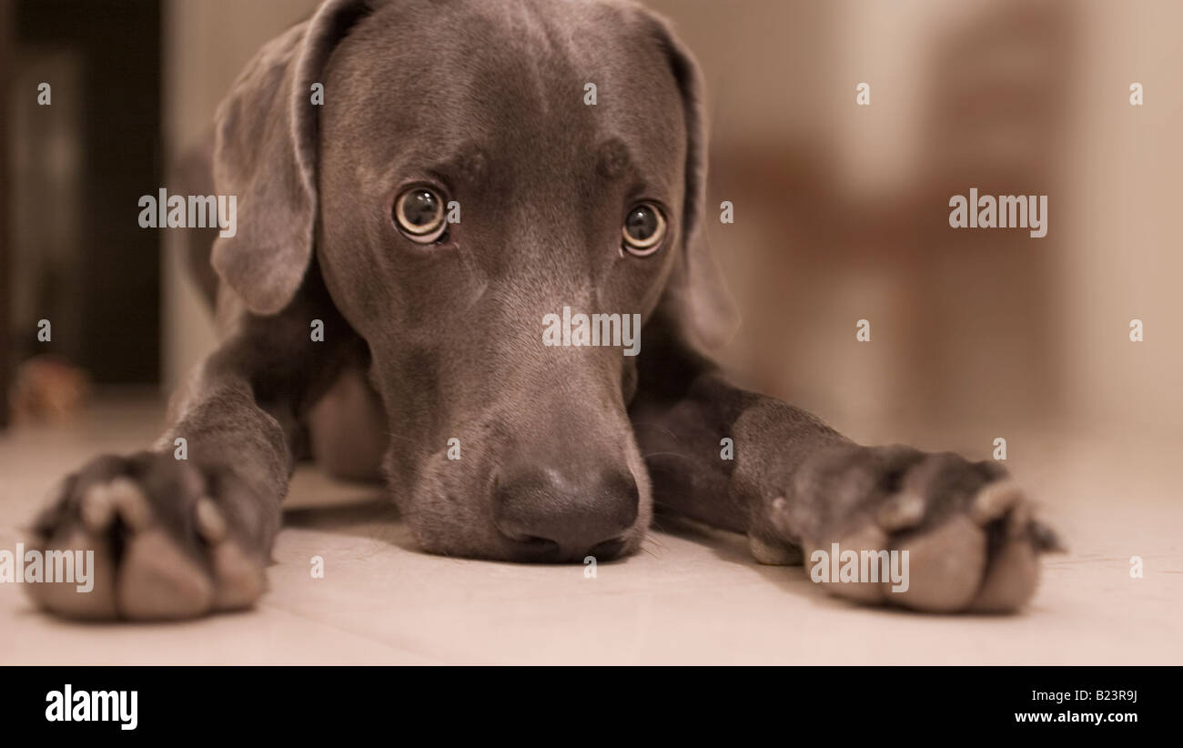 Dog Laying on Floor Stock Photo - Alamy