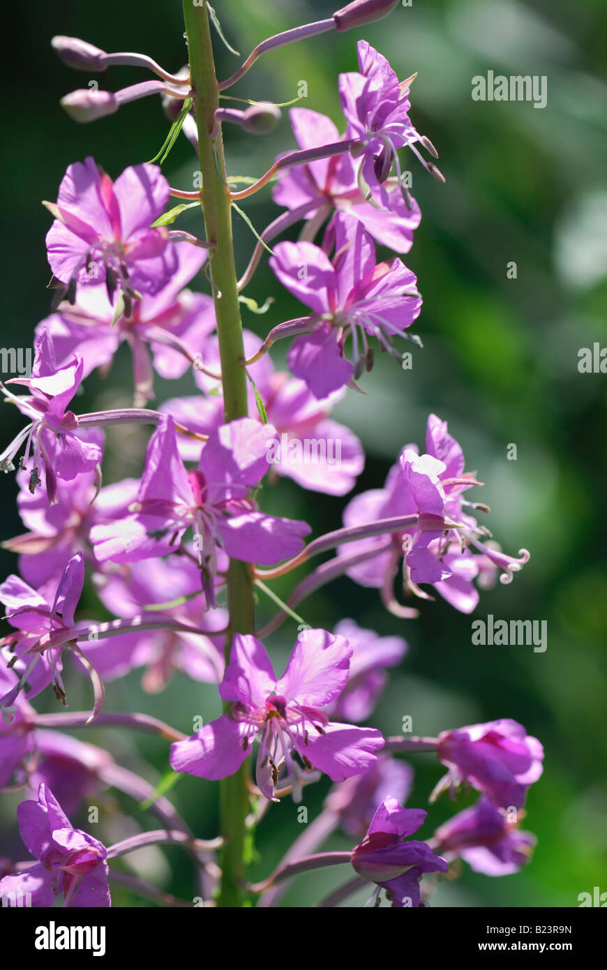 fireweed blooming sally rosebay willow herb great willow herb Epilobium ...