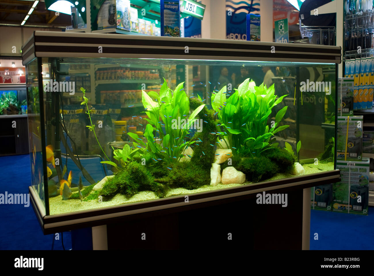 Freshwater tropical aquarium Stock Photo - Alamy