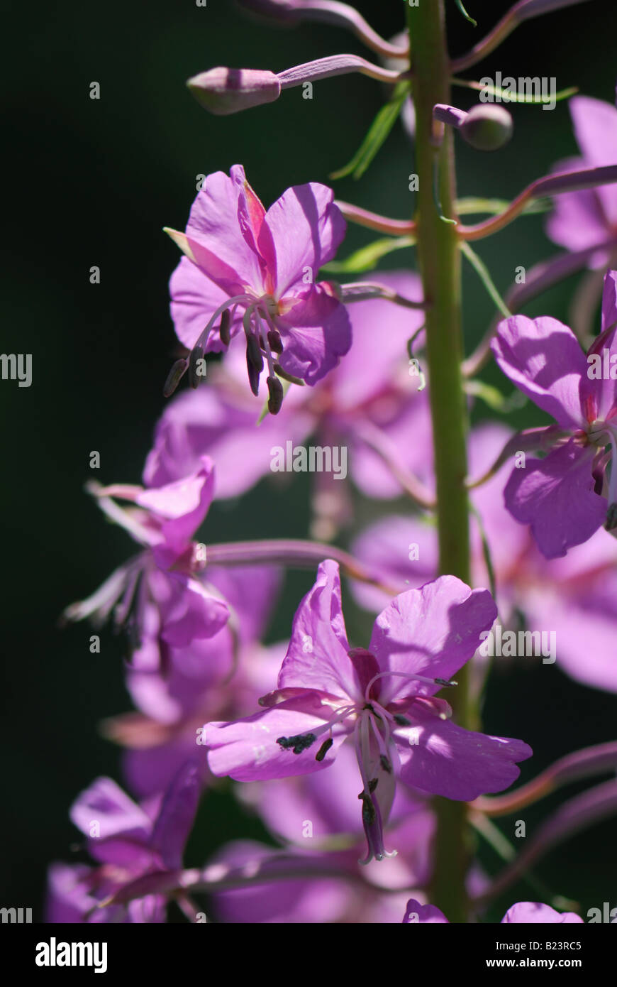 fireweed blooming sally rosebay willow herb great willow herb Epilobium ...