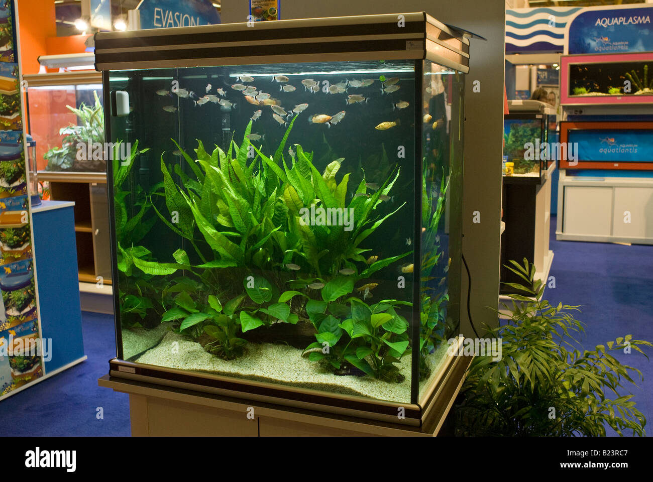Freshwater tropical aquarium Stock Photo - Alamy
