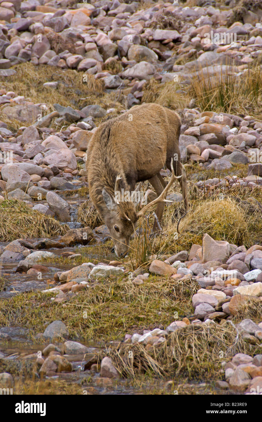 Glen Torridon Stock Photos & Glen Torridon Stock Images - Alamy