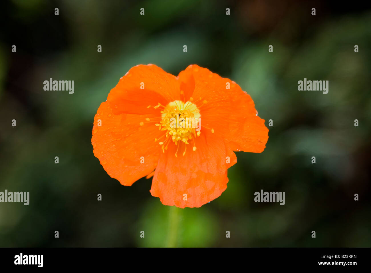 range alpine flower Stock Photo - Alamy