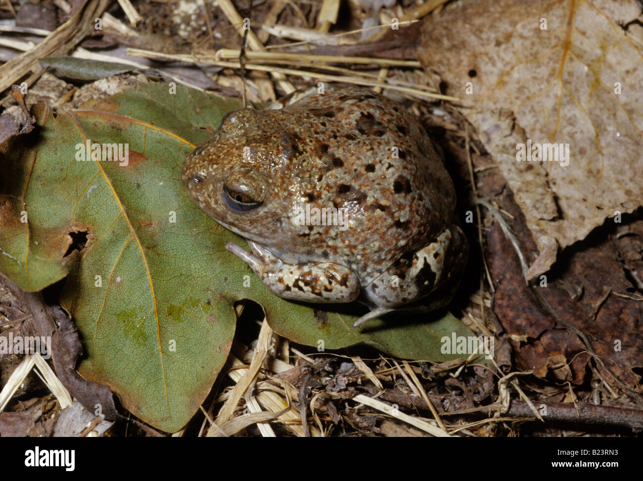 Pelobates fuscus insubricus, Common spadefoot, Pelobatidae, Italy Stock ...