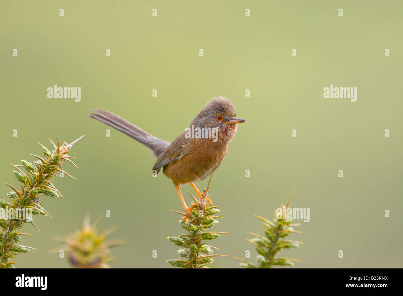Gower wildlife hi-res stock photography and images - Alamy