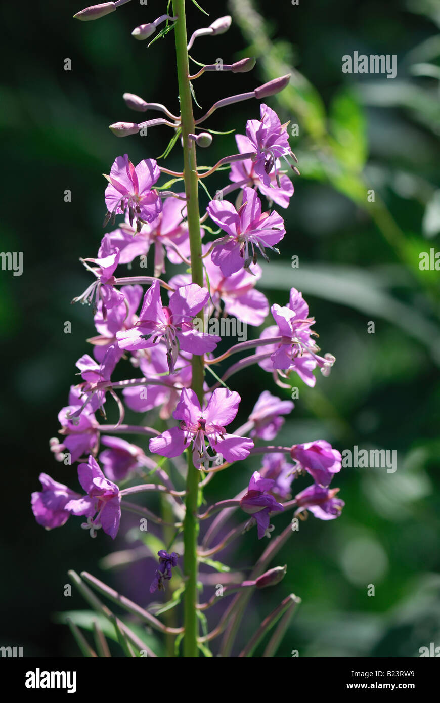 fireweed blooming sally rosebay willow herb great willow herb Epilobium ...