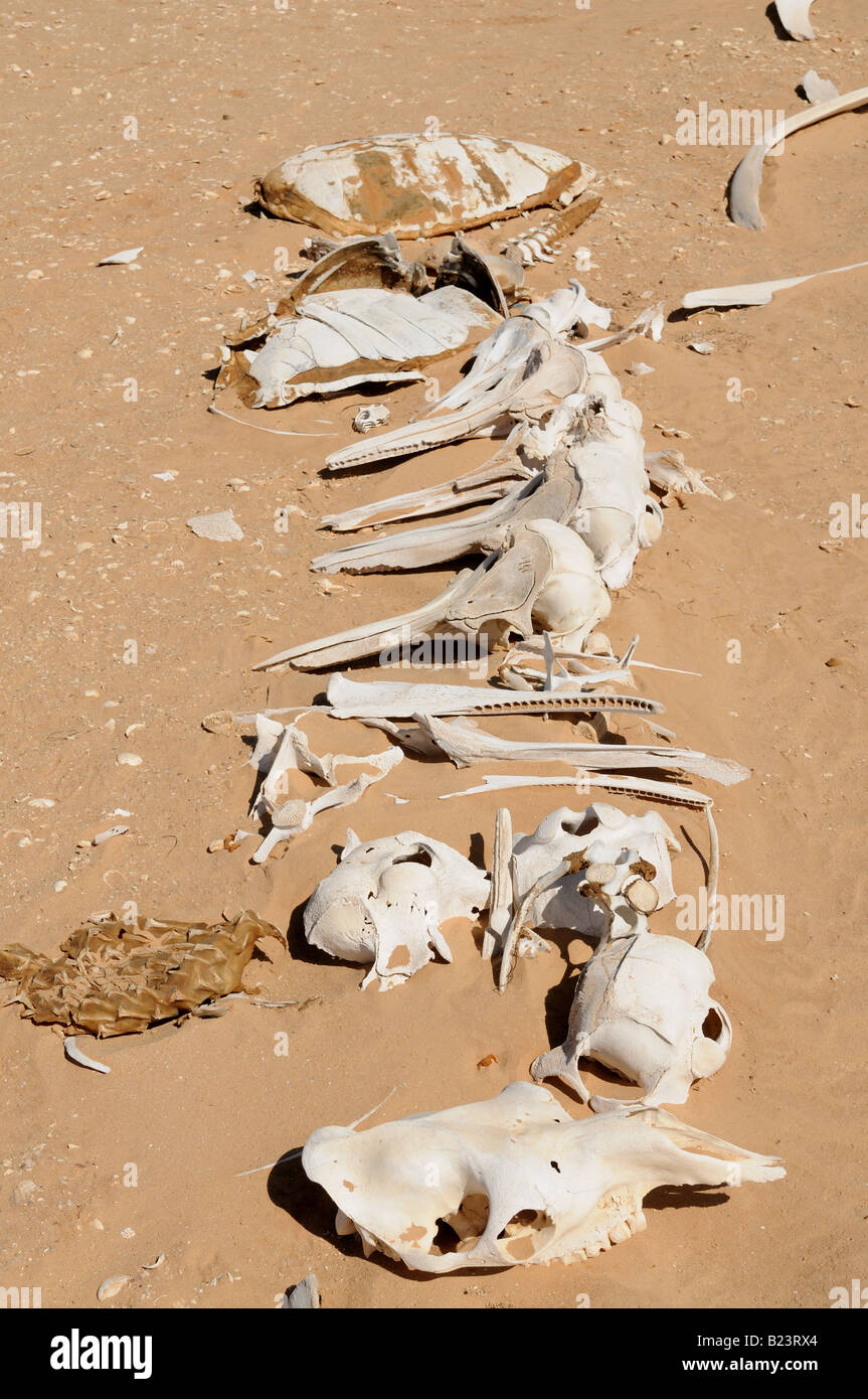 Sword fish hi-res stock photography and images - Alamy