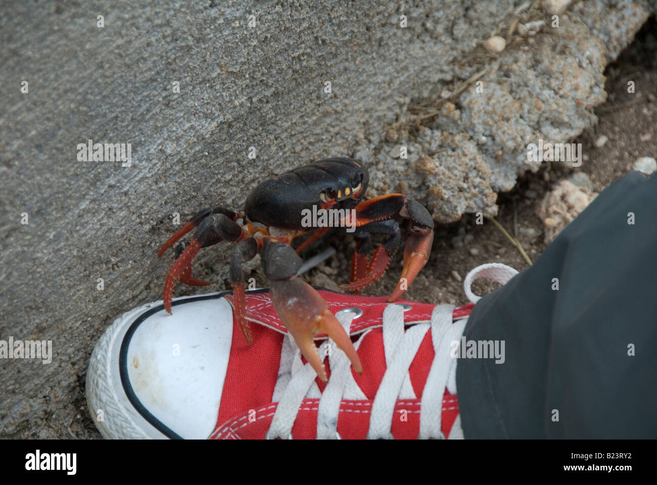 Gecarcinus ruricola – land crab, Cuba Stock Photo - Alamy