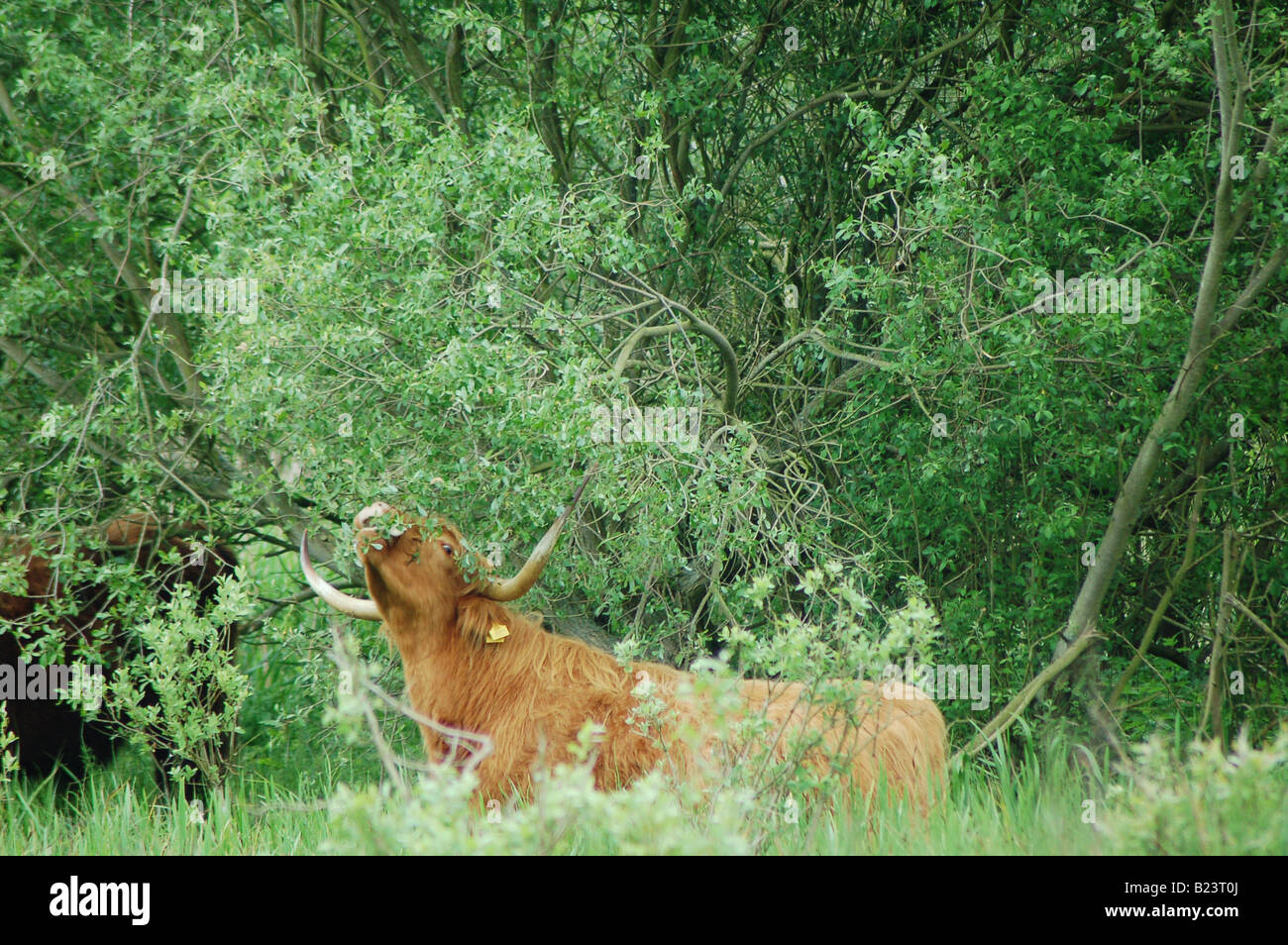 Cow eating tree uk hi-res stock photography and images - Alamy