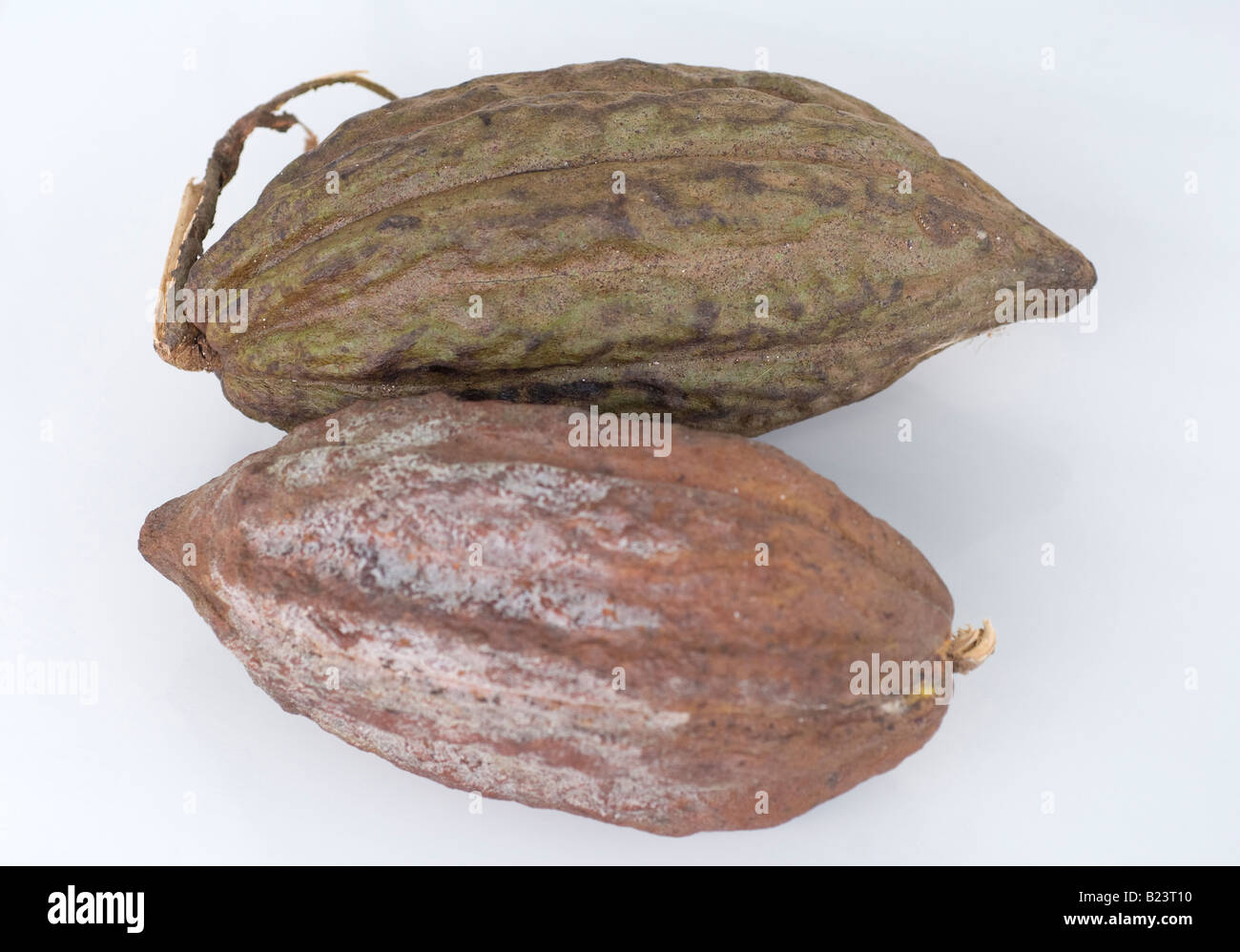 Cacao tree beans studio shot. Cuba Stock Photo - Alamy