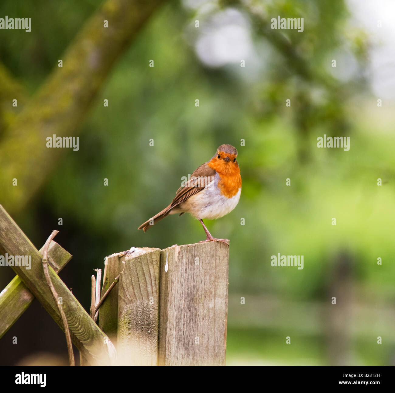 Side view robin bird on hi-res stock photography and images - Alamy