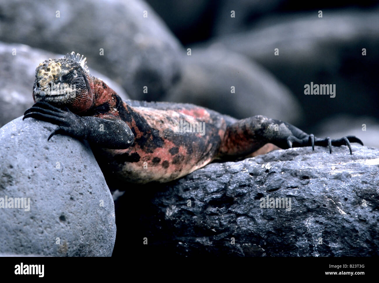 A marine iguana amblyrhynchus cristatus Stock Photo - Alamy