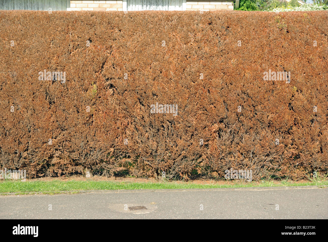 Leylandii hedge conifer hi-res stock photography and images - Alamy