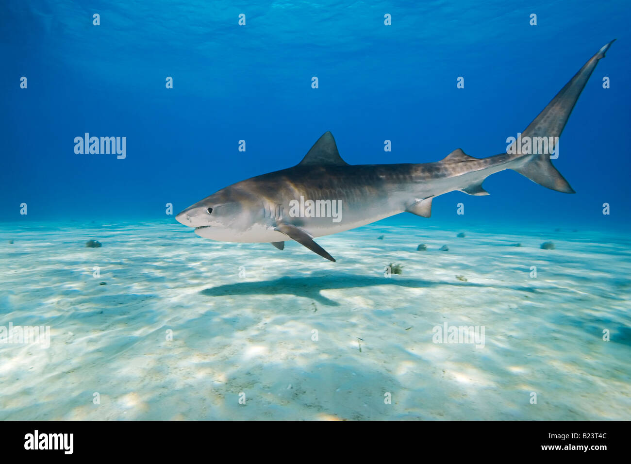 Tiger Shark Galeocerdo Cuvier Underwater High Resolution Stock ...