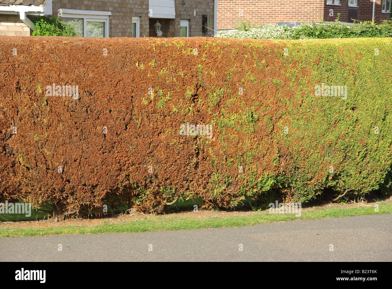 Leylandii hedge conifer hi-res stock photography and images - Alamy