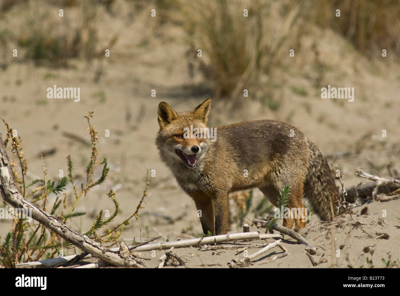 Vulpes vulpes, fox, Maremma National Park, Tuscany, Italy Stock Photo ...