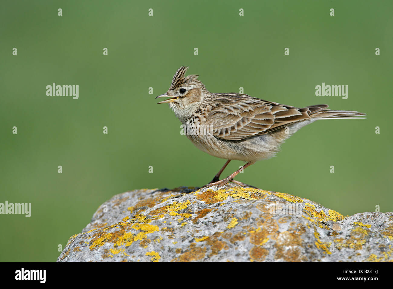 Singing Skylark Uk High Resolution Stock Photography and Images - Alamy