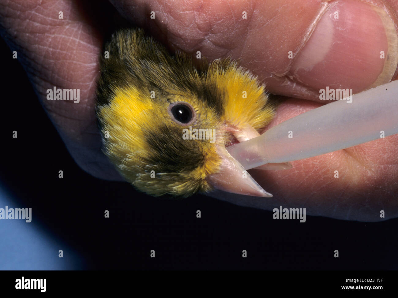 Aviary bird cure hi-res stock photography and images - Alamy