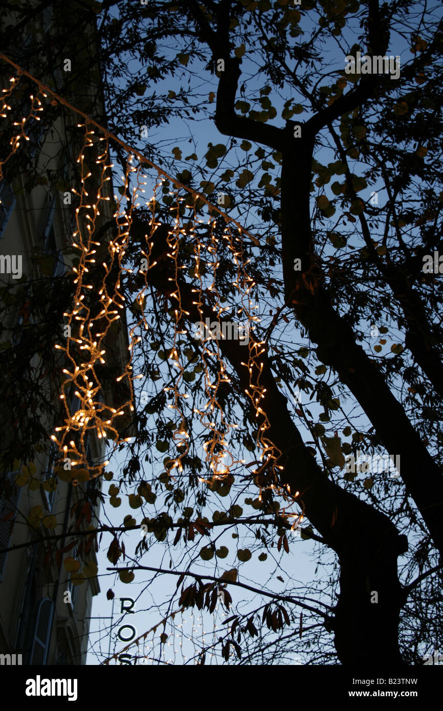 tree covered with bright fairy lights at night Stock Photo - Alamy