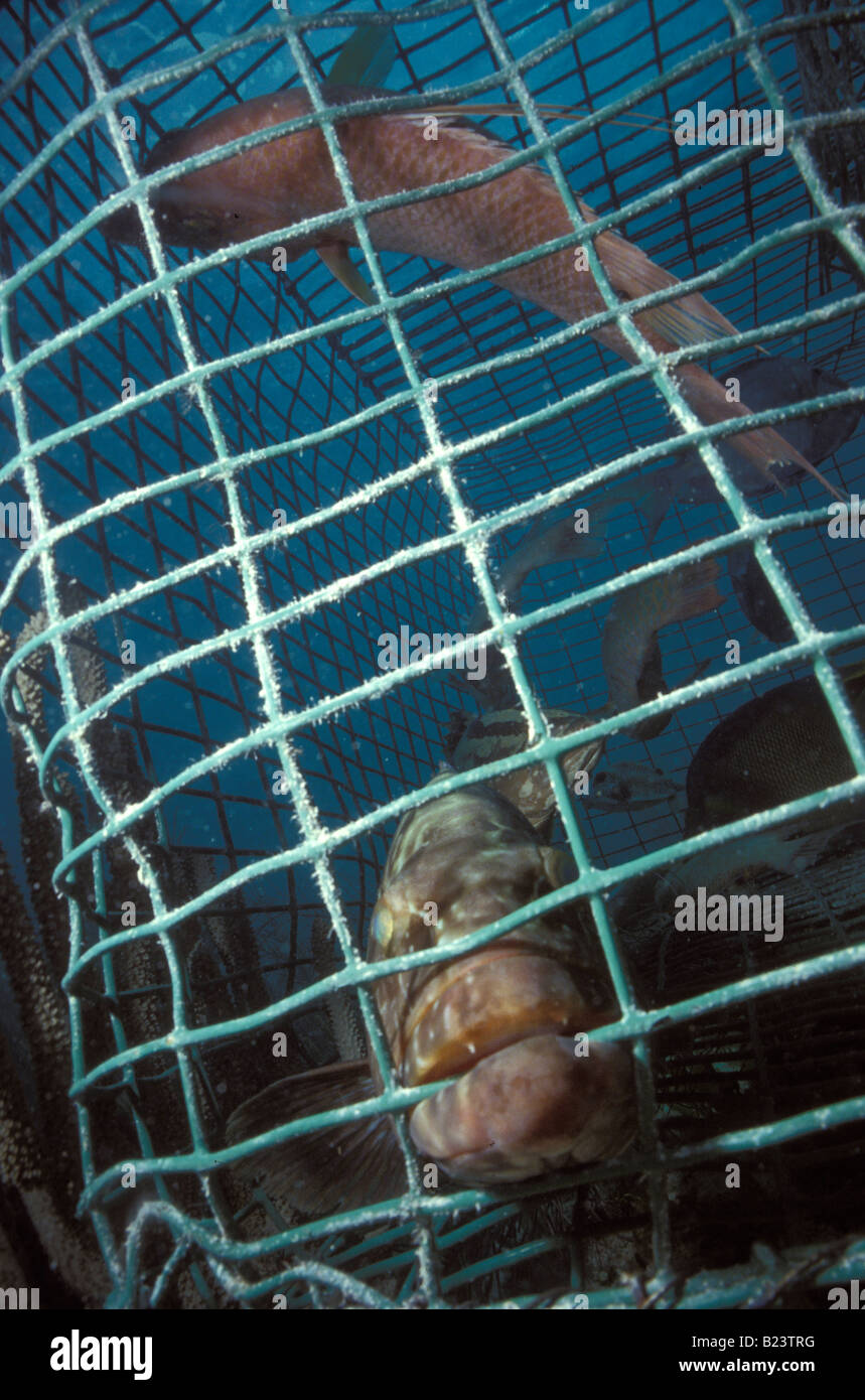 Tropical fish caught in fish trap Stock Photo - Alamy