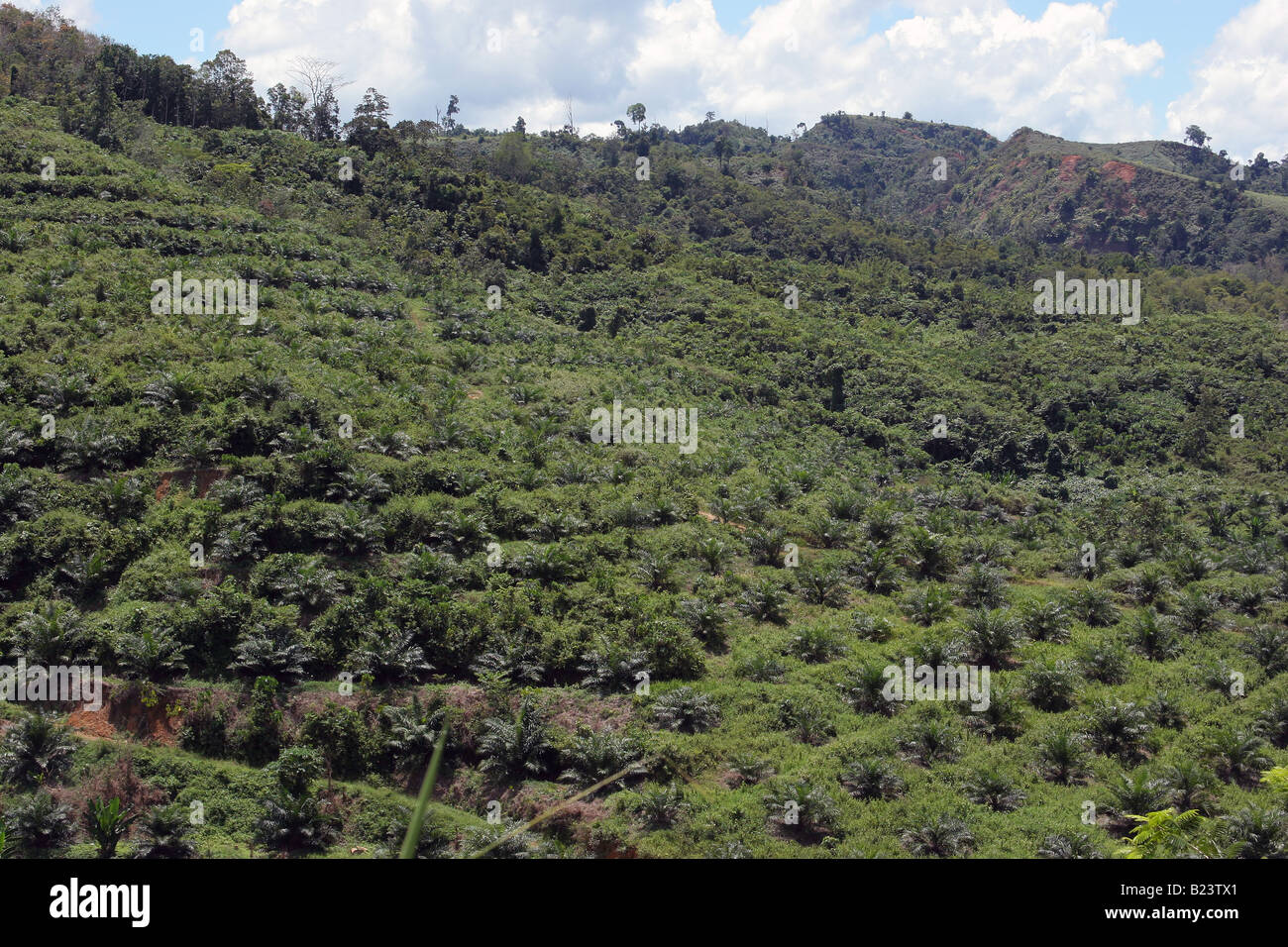 Oil Palm plantation, Sabah, Malaysia, Borneo Stock Photo - Alamy
