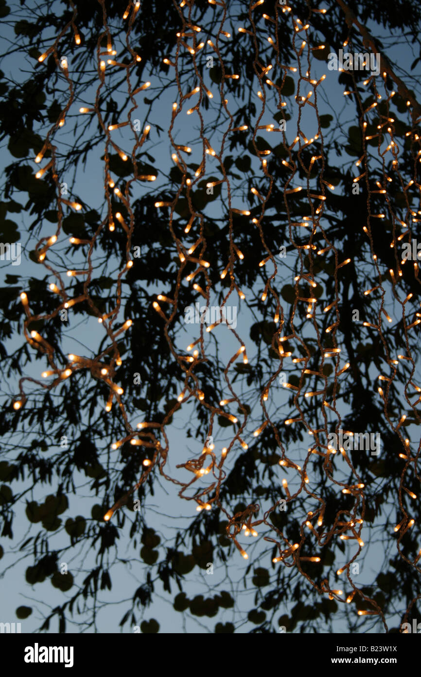 tree covered with bright fairy lights at night Stock Photo - Alamy