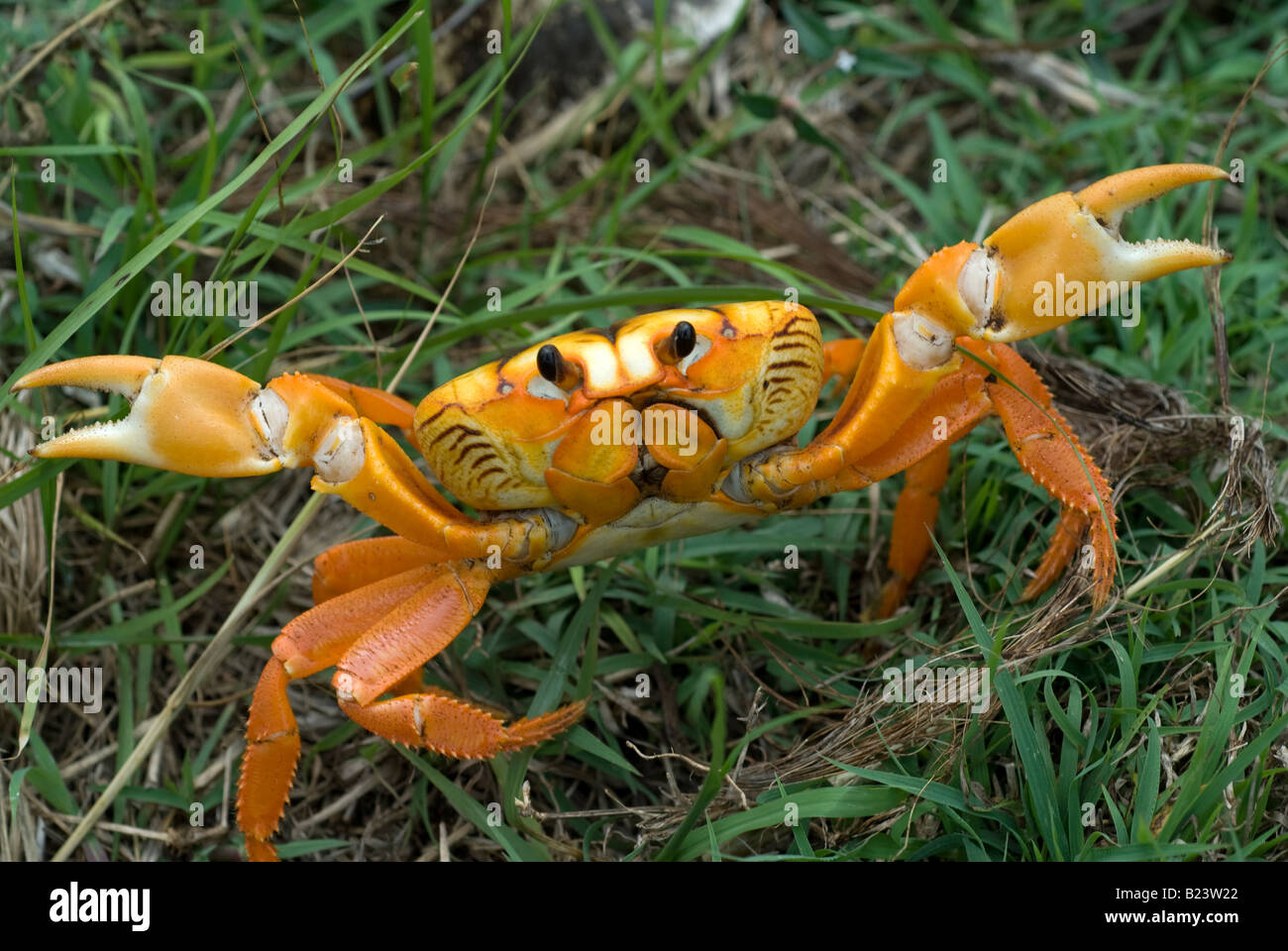 Gecarcinus ruricola – land crab, Cuba Stock Photo - Alamy
