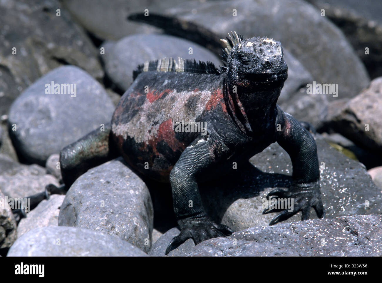A marine iguana Amblyrhynchus cristatus Stock Photo - Alamy