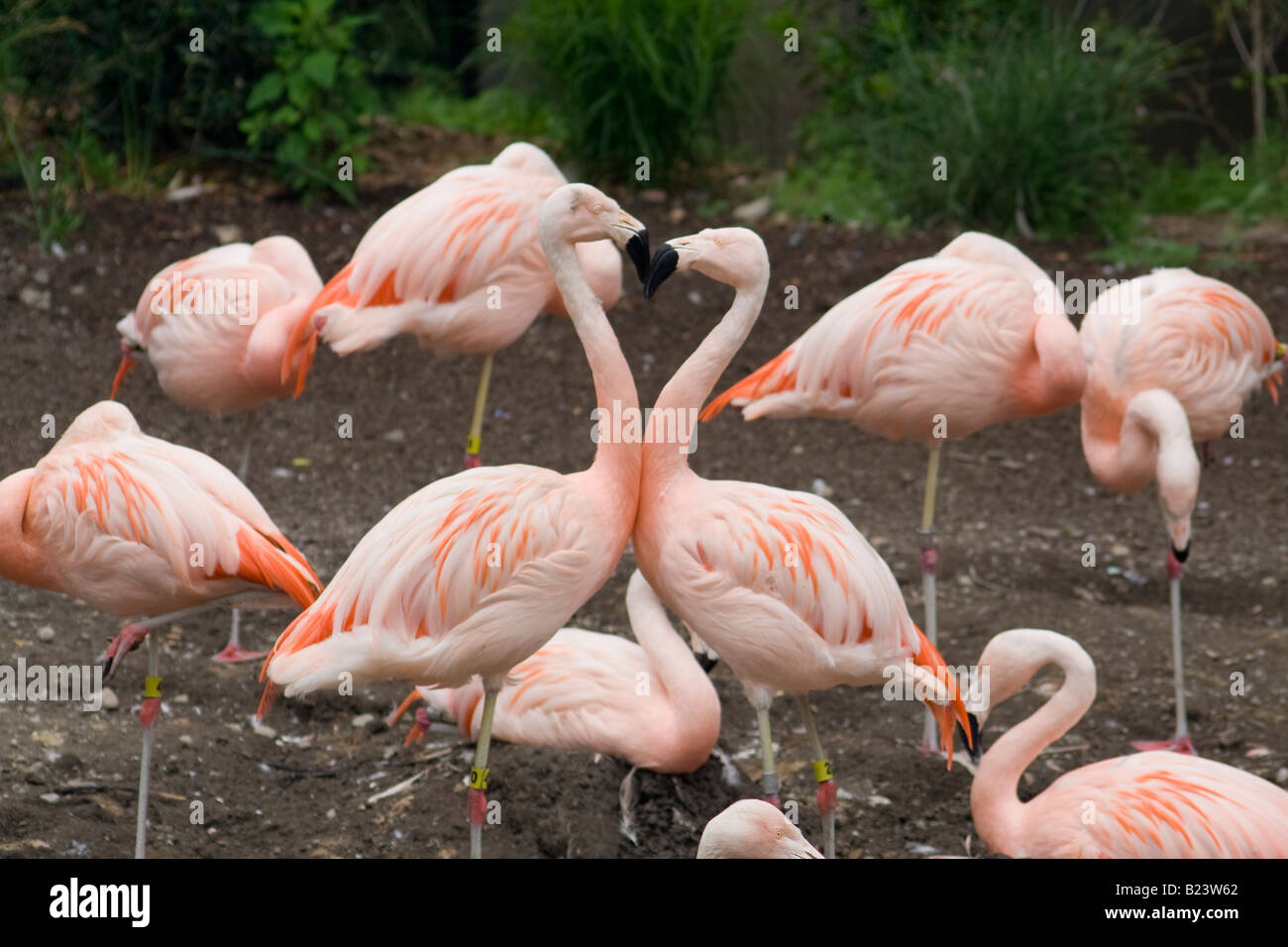 Flamingo flamingos fight hi-res stock photography and images - Alamy