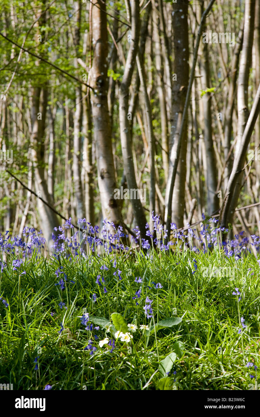 Primrose tree hi-res stock photography and images - Alamy