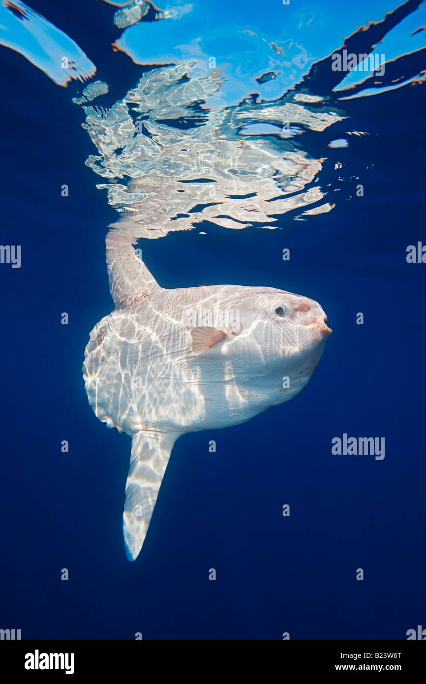 Blue Sunfish Stock Photos & Blue Sunfish Stock Images - Alamy