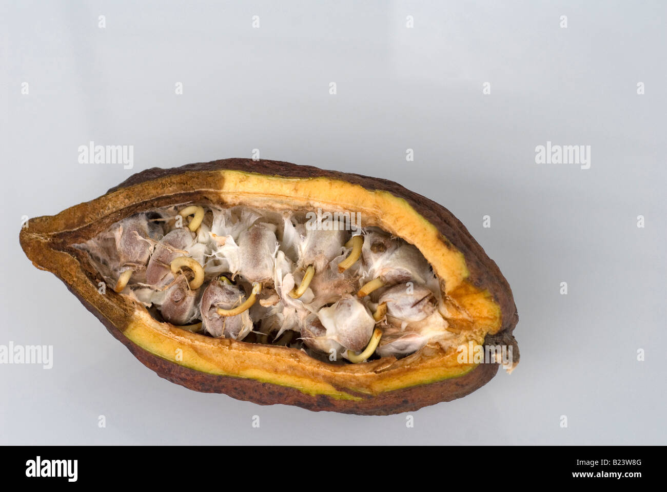 Cocoa bean plant hi-res stock photography and images - Alamy