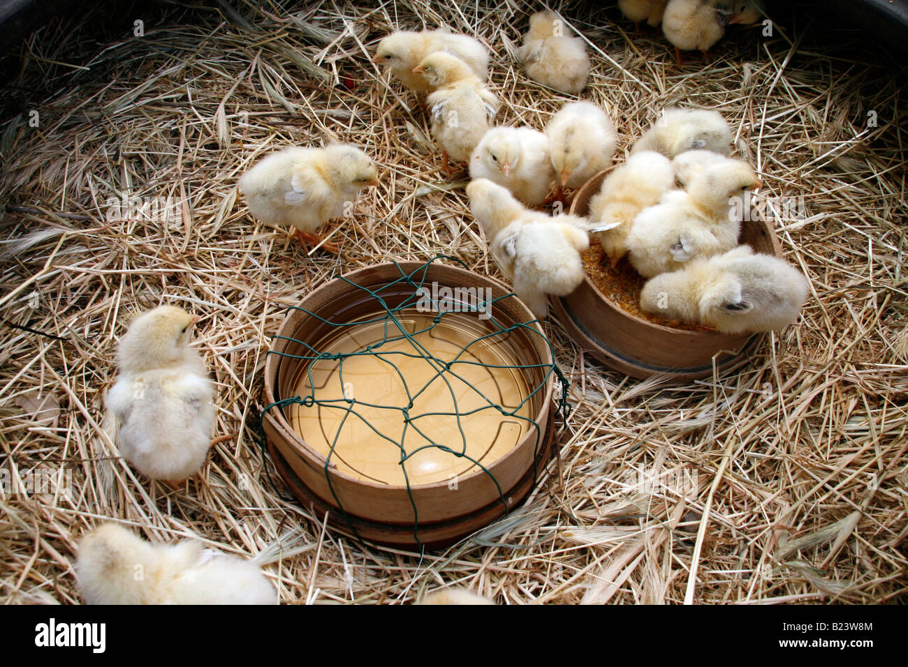 Many small hen chicks on hi-res stock photography and images - Alamy